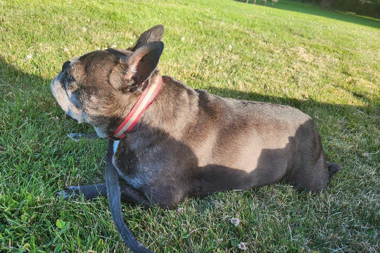 Best Dog Parks in Victoria | Moving to Victoria BC